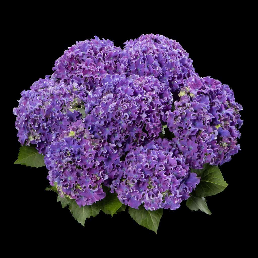 Our Varieties - Kamps Hydrangea