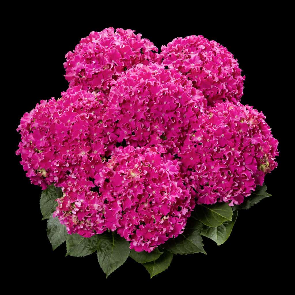 Our Varieties - Kamps Hydrangea
