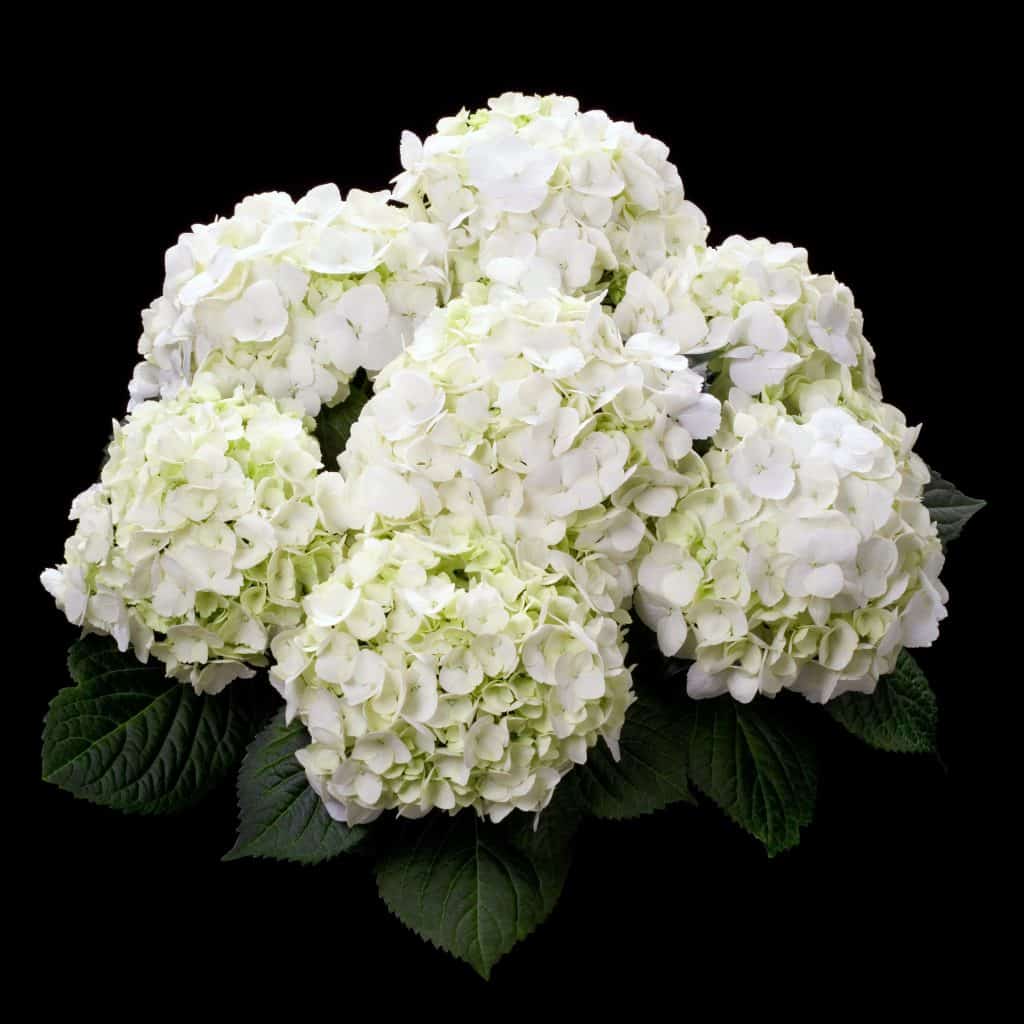 Our Varieties - Kamps Hydrangea