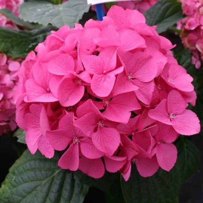 Our Varieties - Kamps Hydrangea
