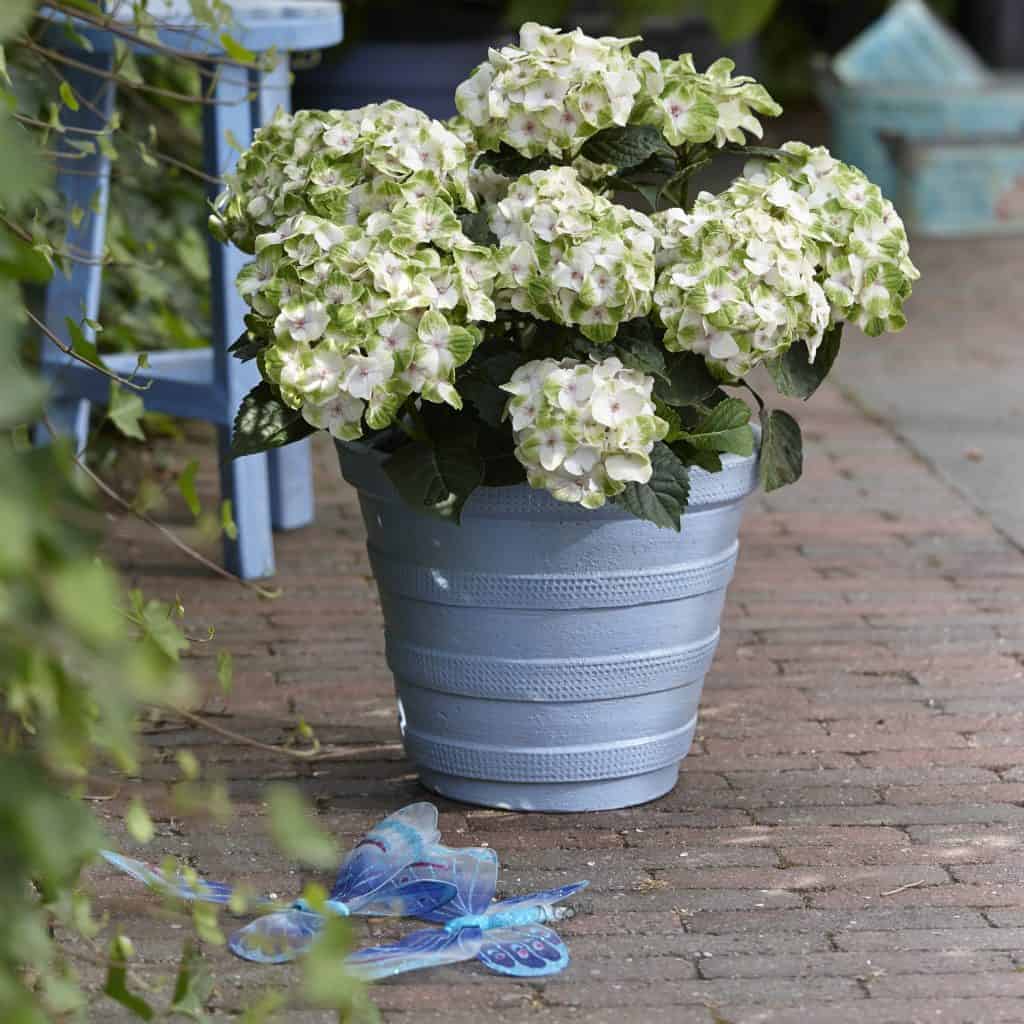Our Varieties - Kamps Hydrangea