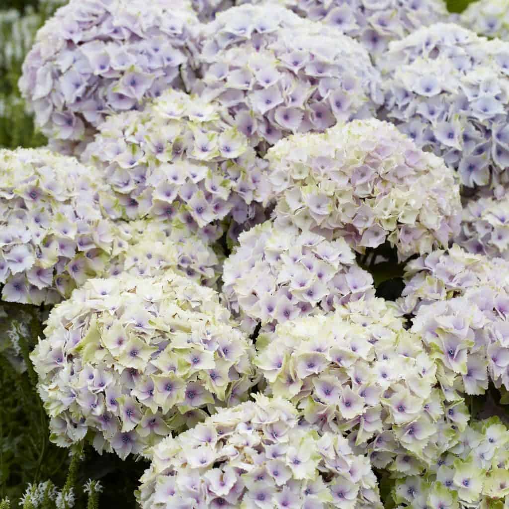 Our Varieties - Kamps Hydrangea