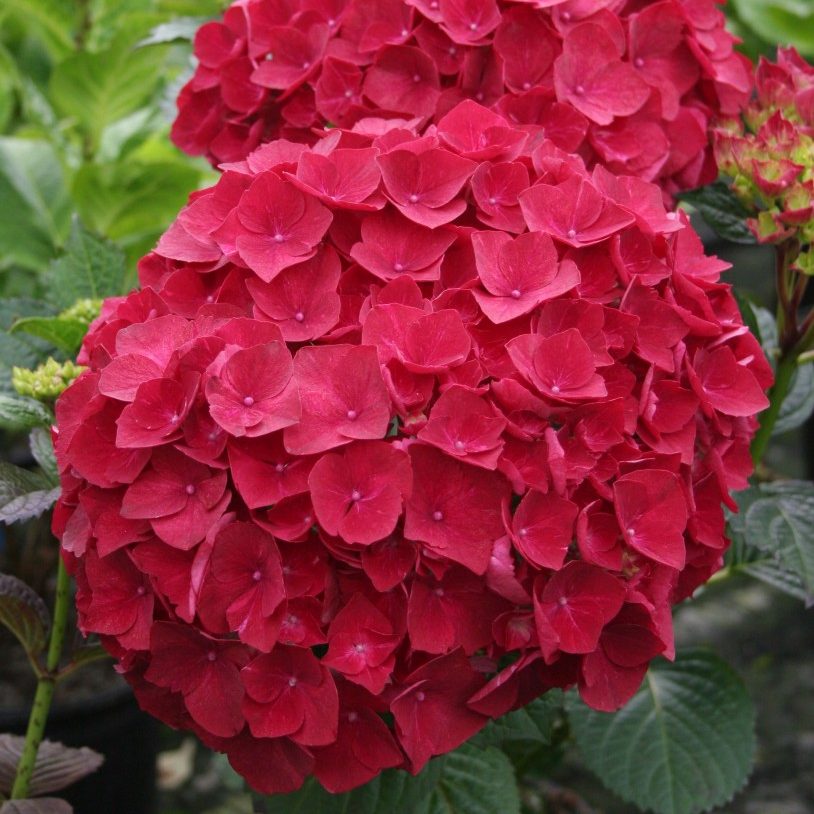 Our Varieties - Kamps Hydrangea